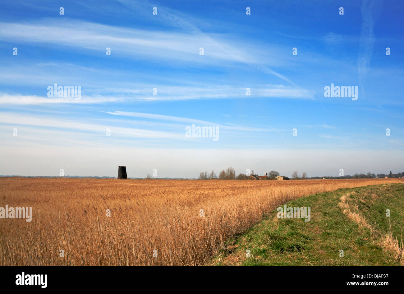 Reed beds and public footpath on bank by the River Bure at Runham ...