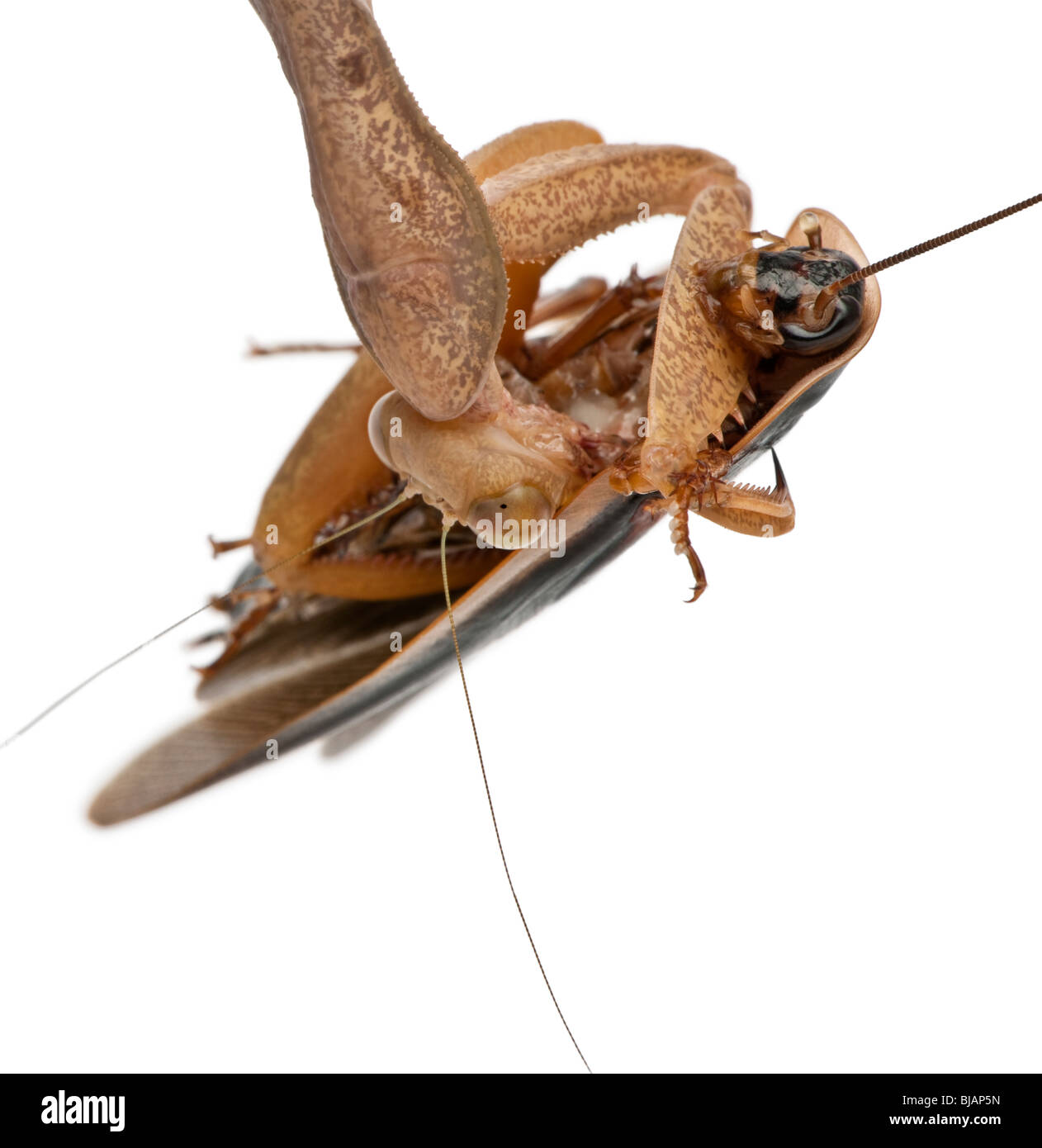 African Mantis or African Praying Mantis, Sphodromantis lineola, in ...