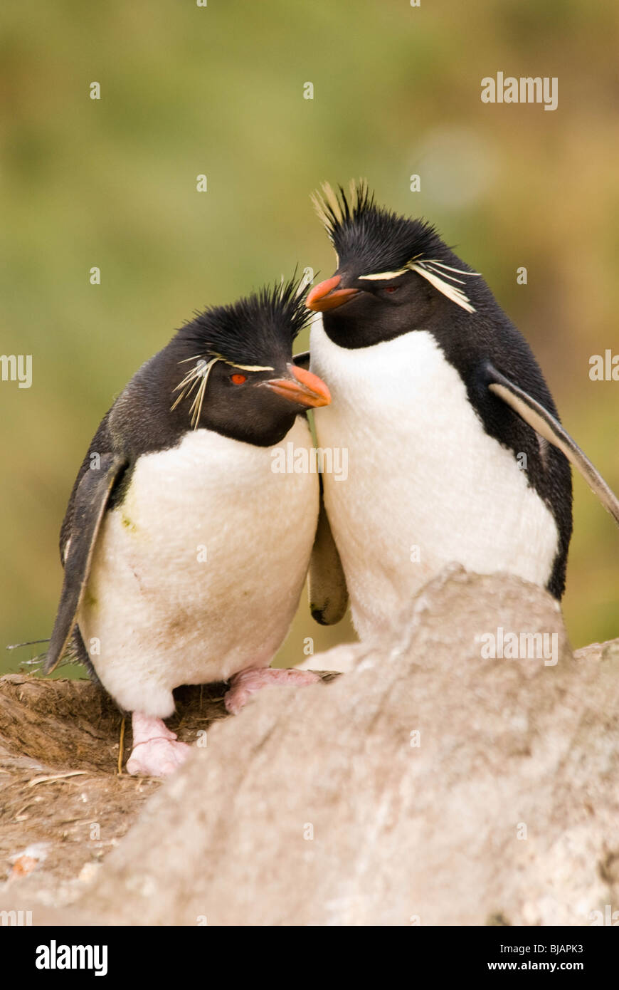 Southern rockhopper penguin hi-res stock photography and images - Alamy