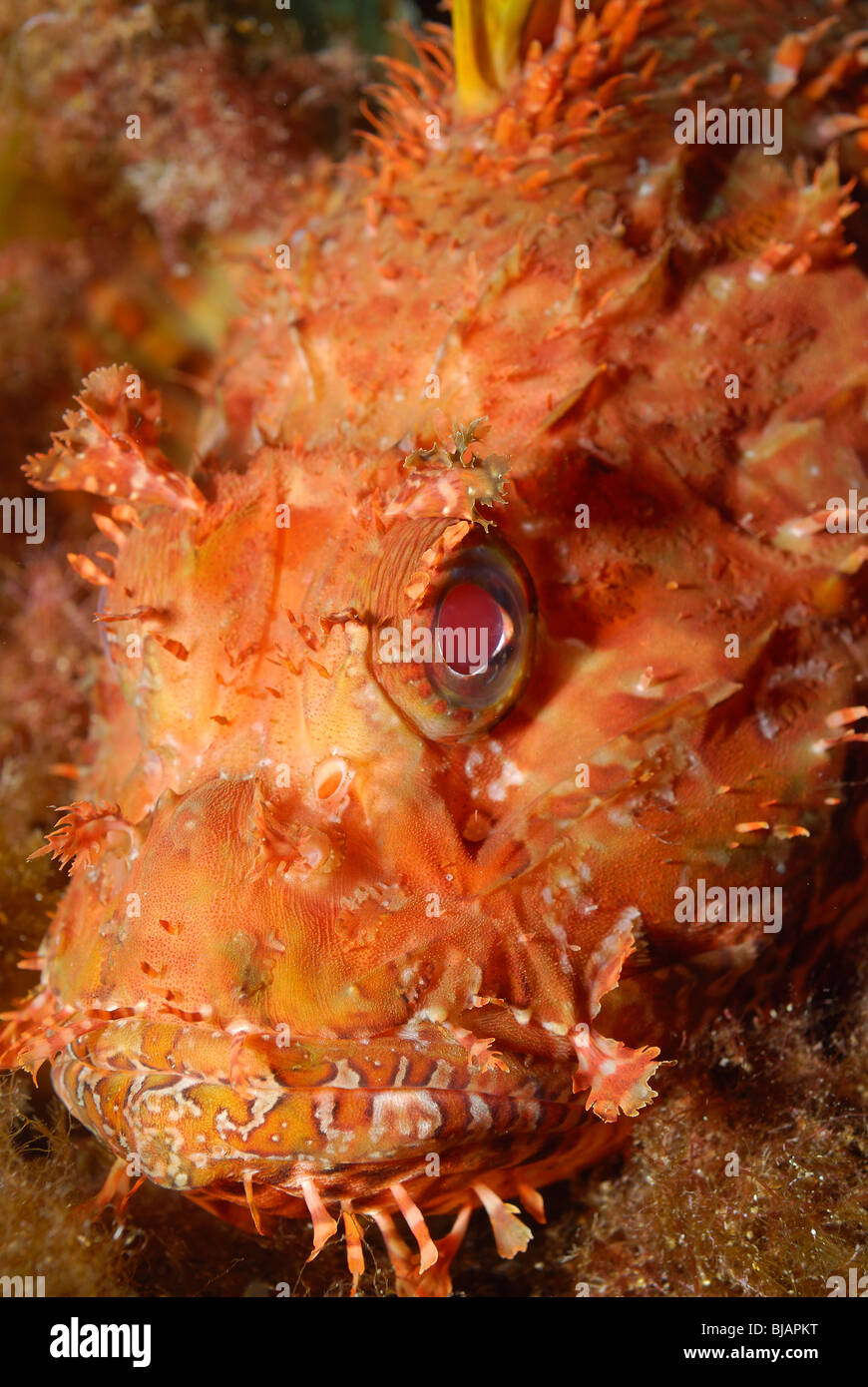 Scorpionfish in the mediterranean sea hi-res stock photography and ...