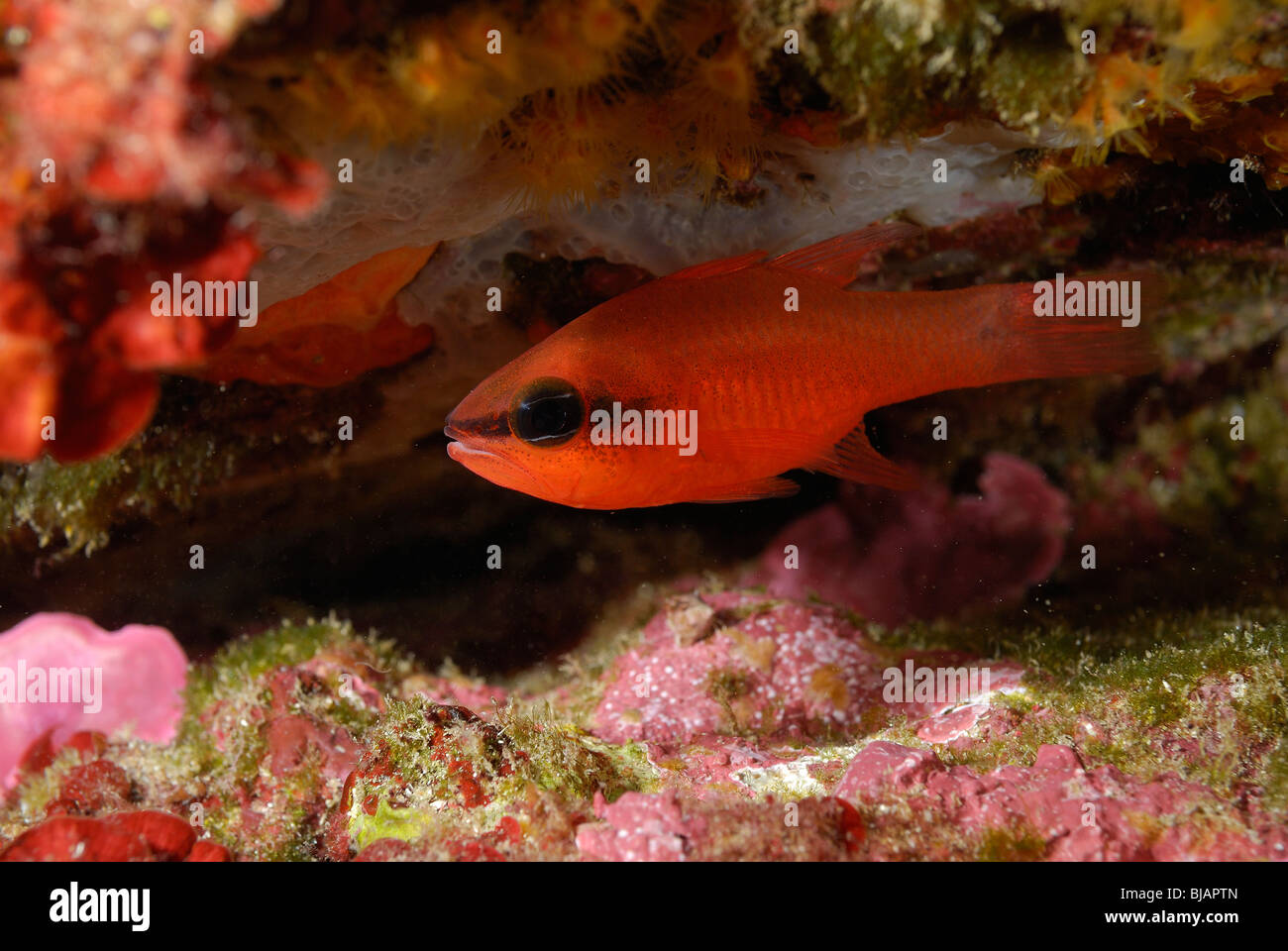 Cardinal fish hi-res stock photography and images - Alamy