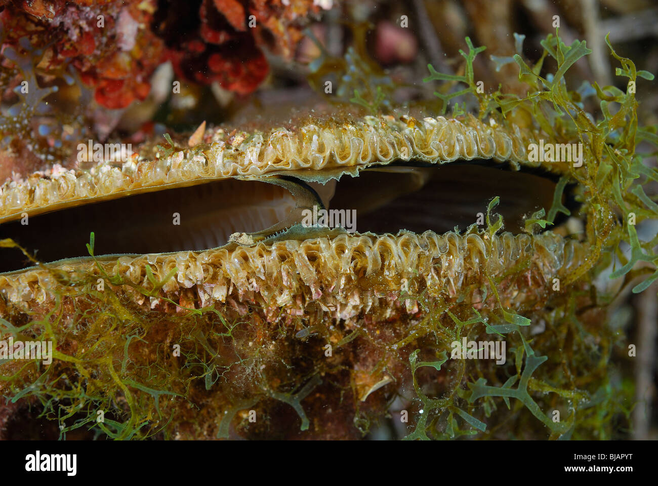 Pen shell hi-res stock photography and images - Alamy