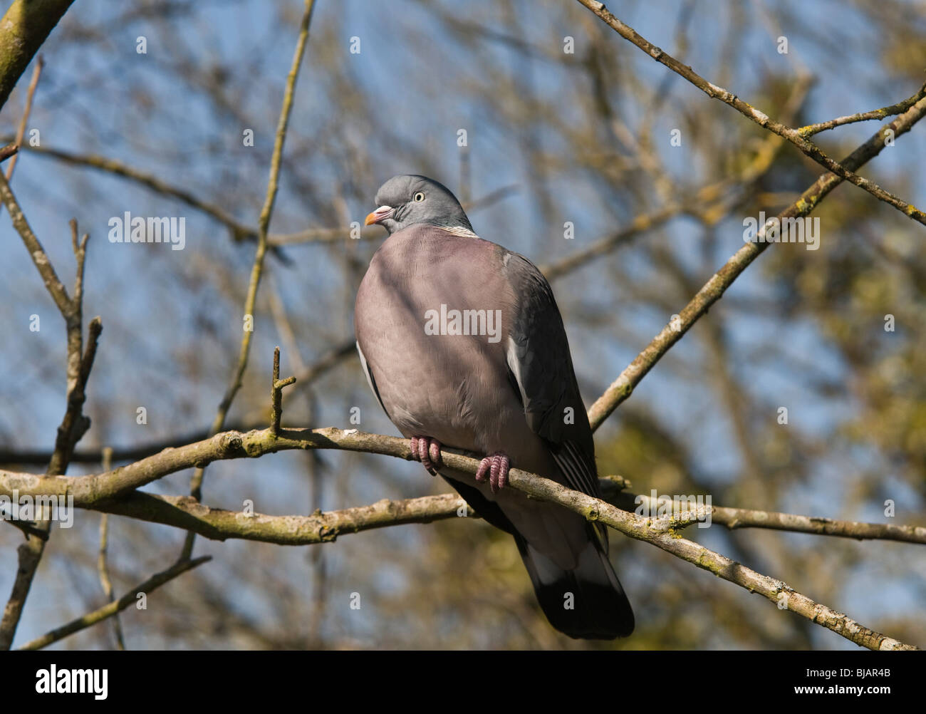 Sunny wood pigeon hi-res stock photography and images - Alamy