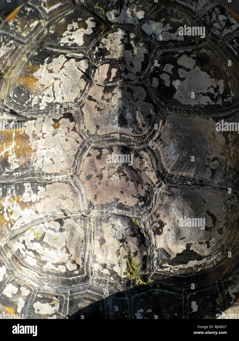 detail of tortoise back shell Stock Photo - Alamy
