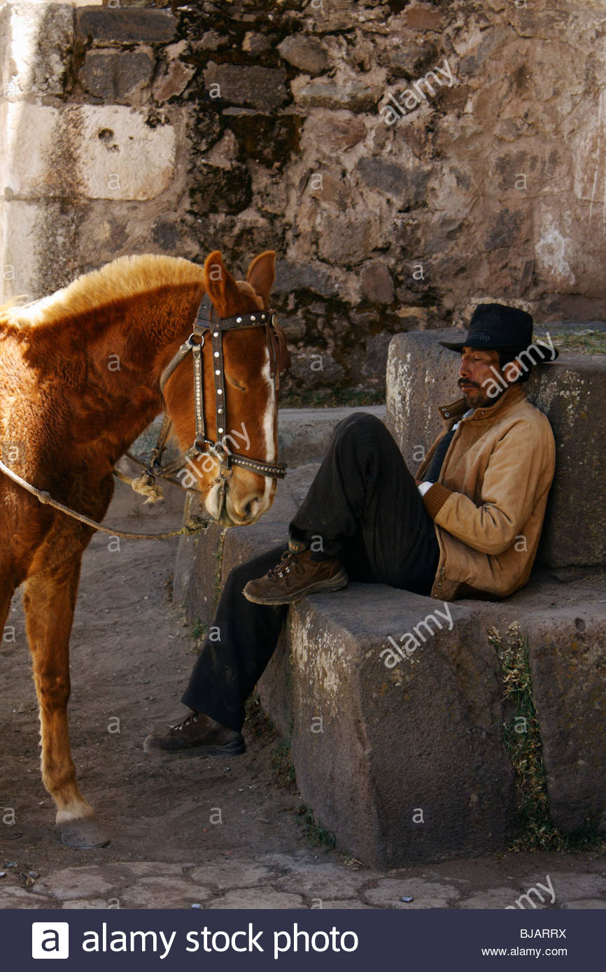 Peruvian Horse Stock Photos & Peruvian Horse Stock Images - Alamy