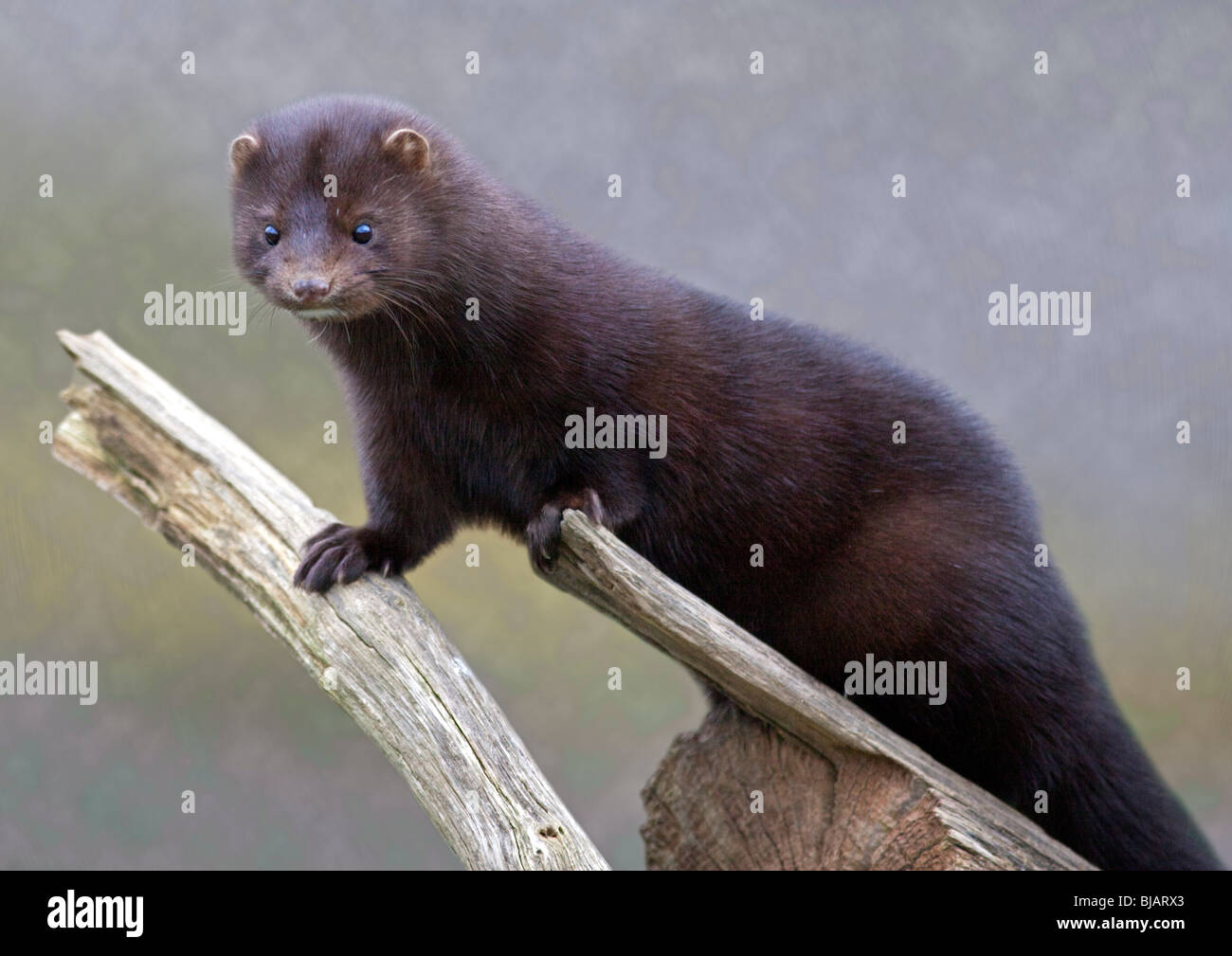 American minks hi-res stock photography and images - Alamy