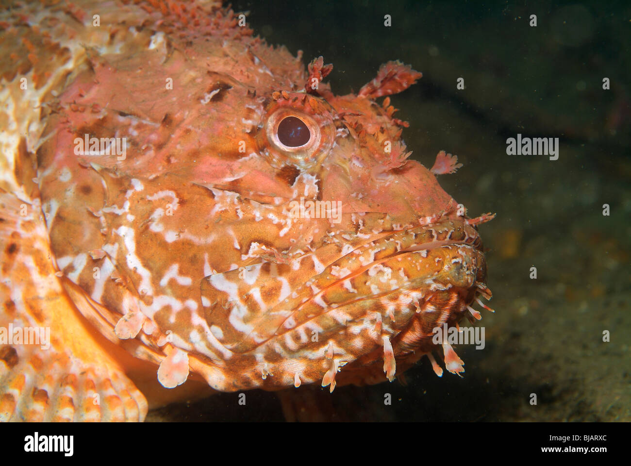 Scorpionfish in the Mediterranean Sea, South of France Stock Photo - Alamy