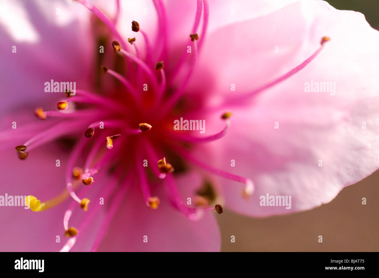 Israel pink Peach blossoms on Peach tree Stock Photo - Alamy