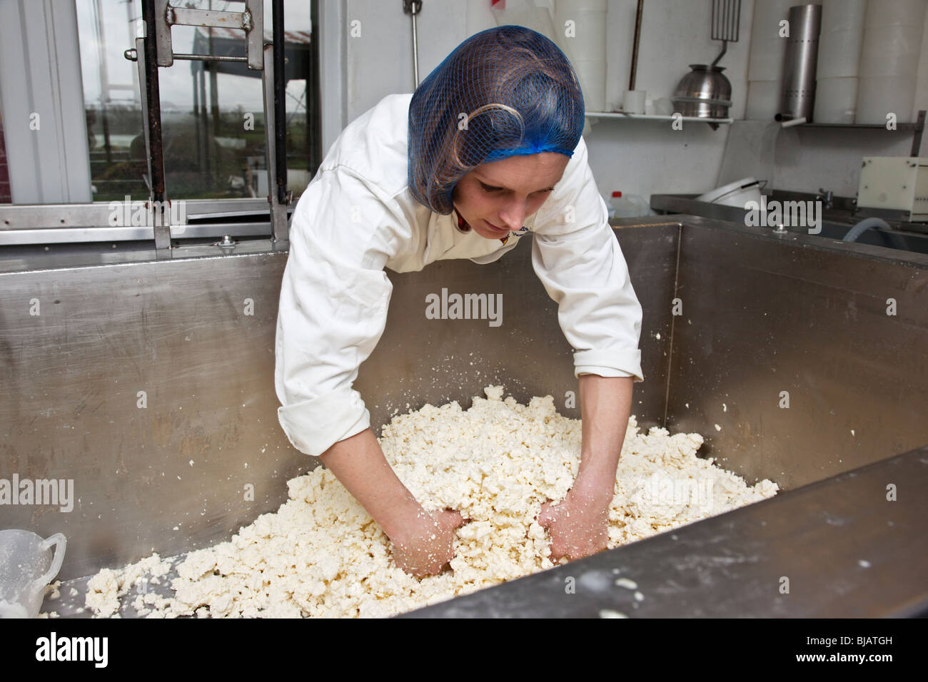 Forming cheese into moulds - part of the cheese production process ...