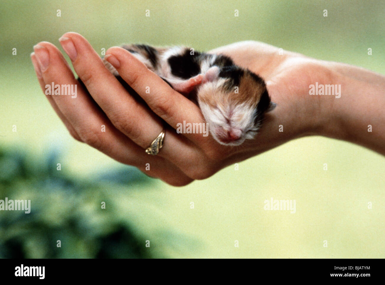 Newborn kitten closed eyes hi-res stock photography and images - Alamy