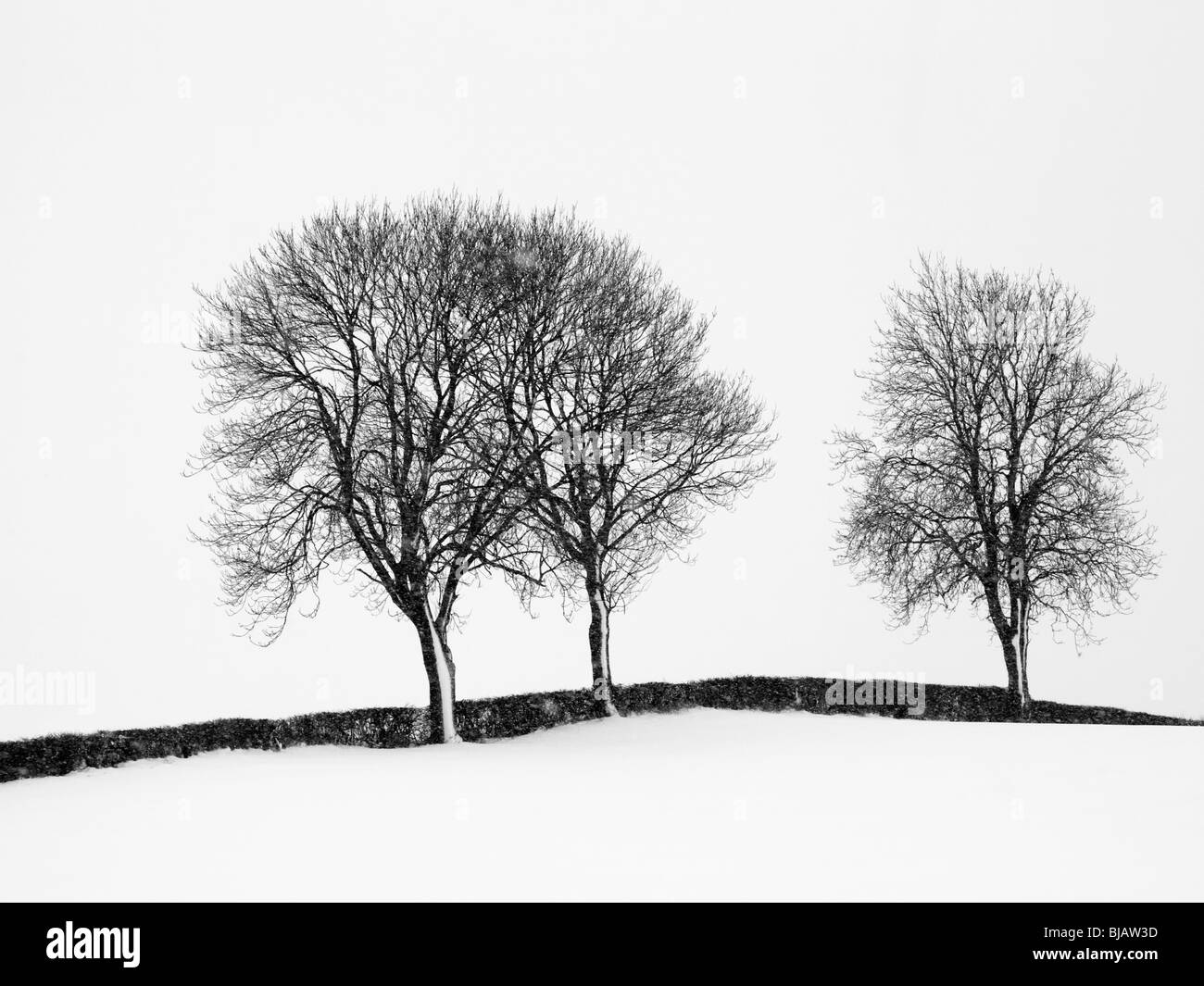 High key tree Black and White Stock Photos & Images - Alamy