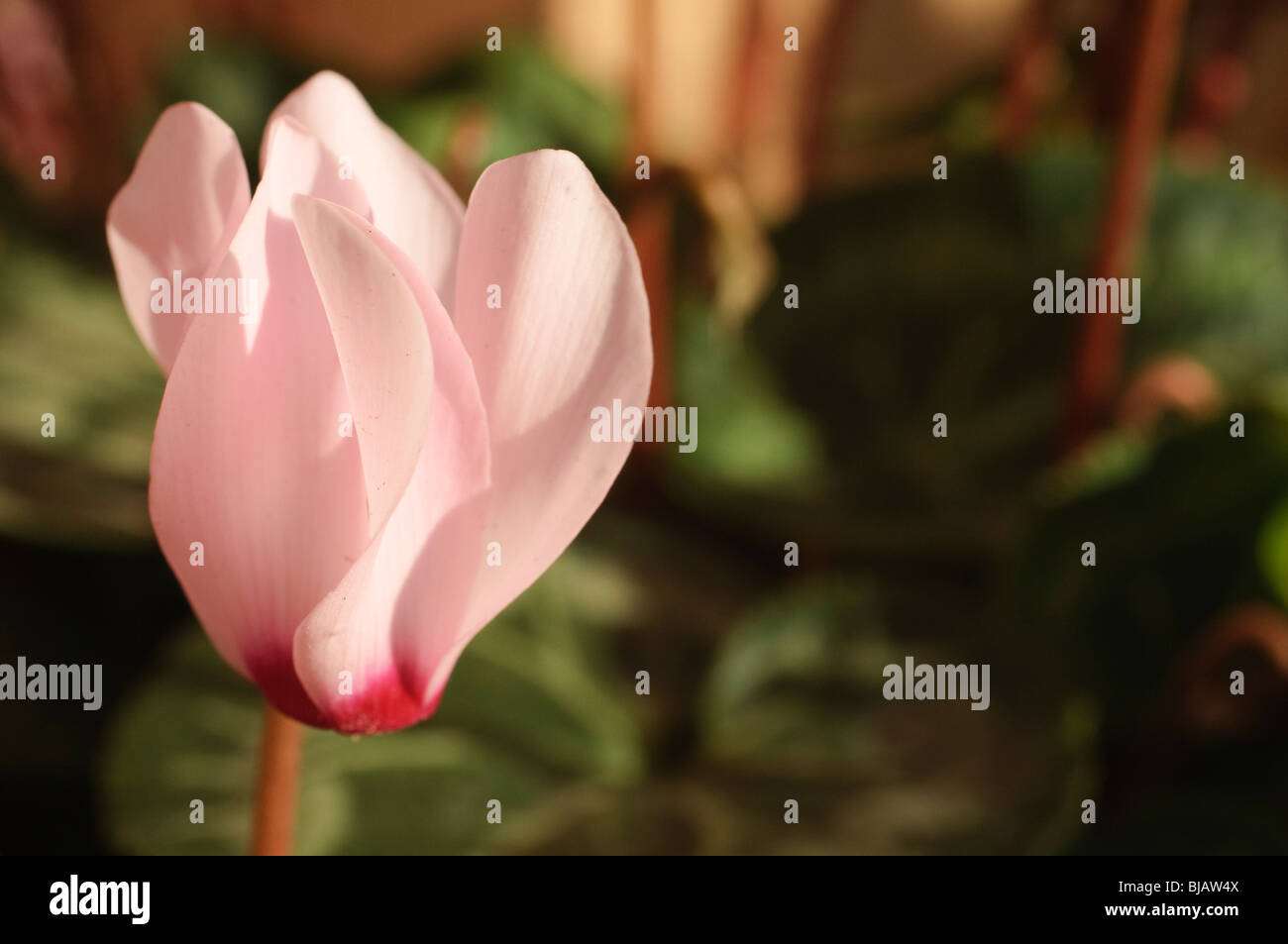 Israel, Cyclamen persicum Persian Violets Stock Photo - Alamy