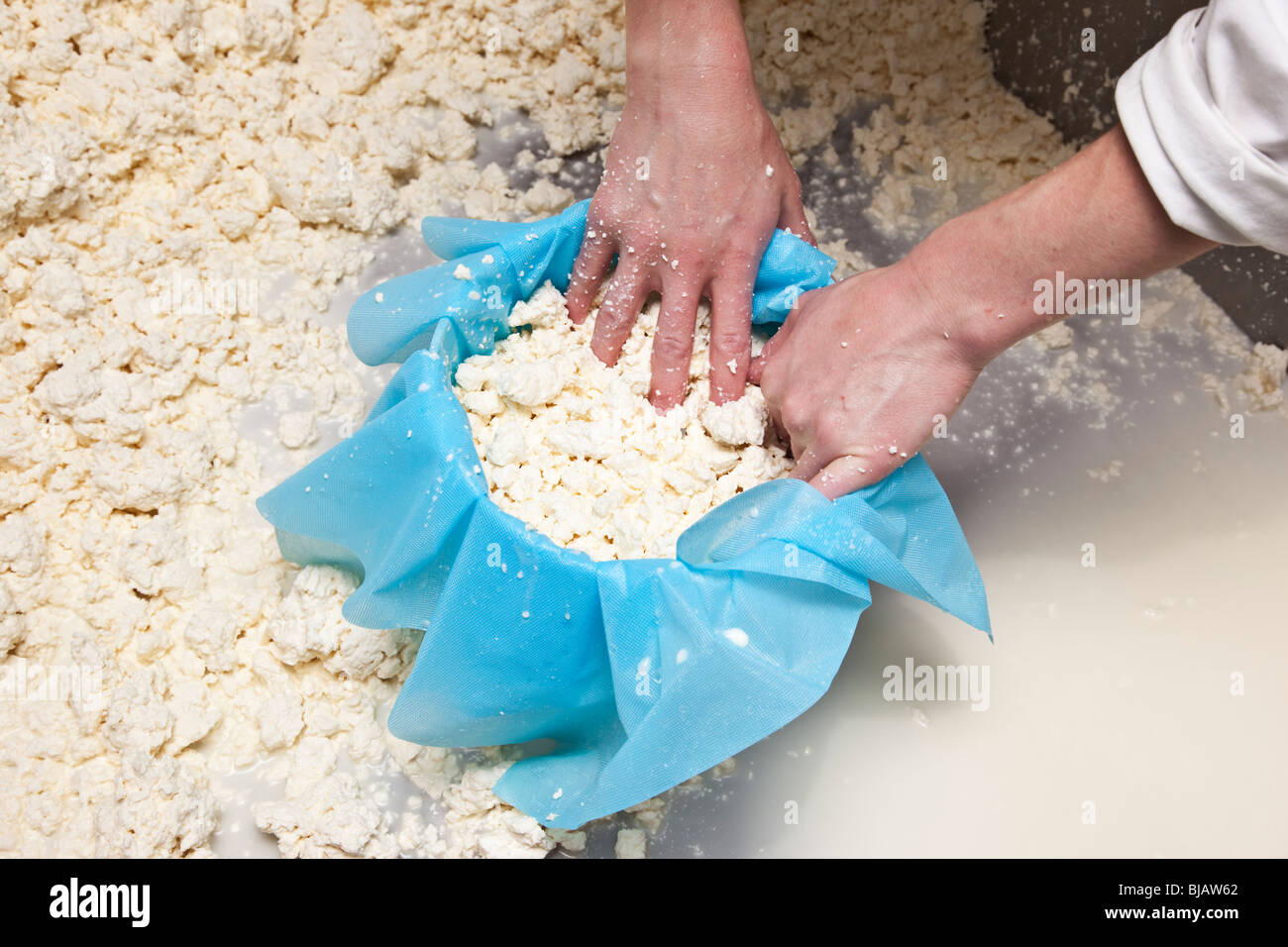 Forming cheese into moulds - part of the cheese production process ...