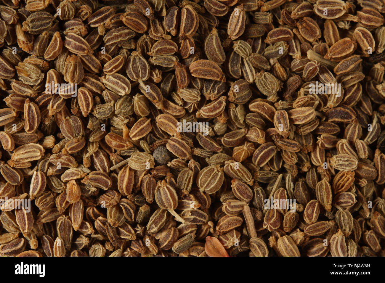 Celery seed hi-res stock photography and images - Alamy