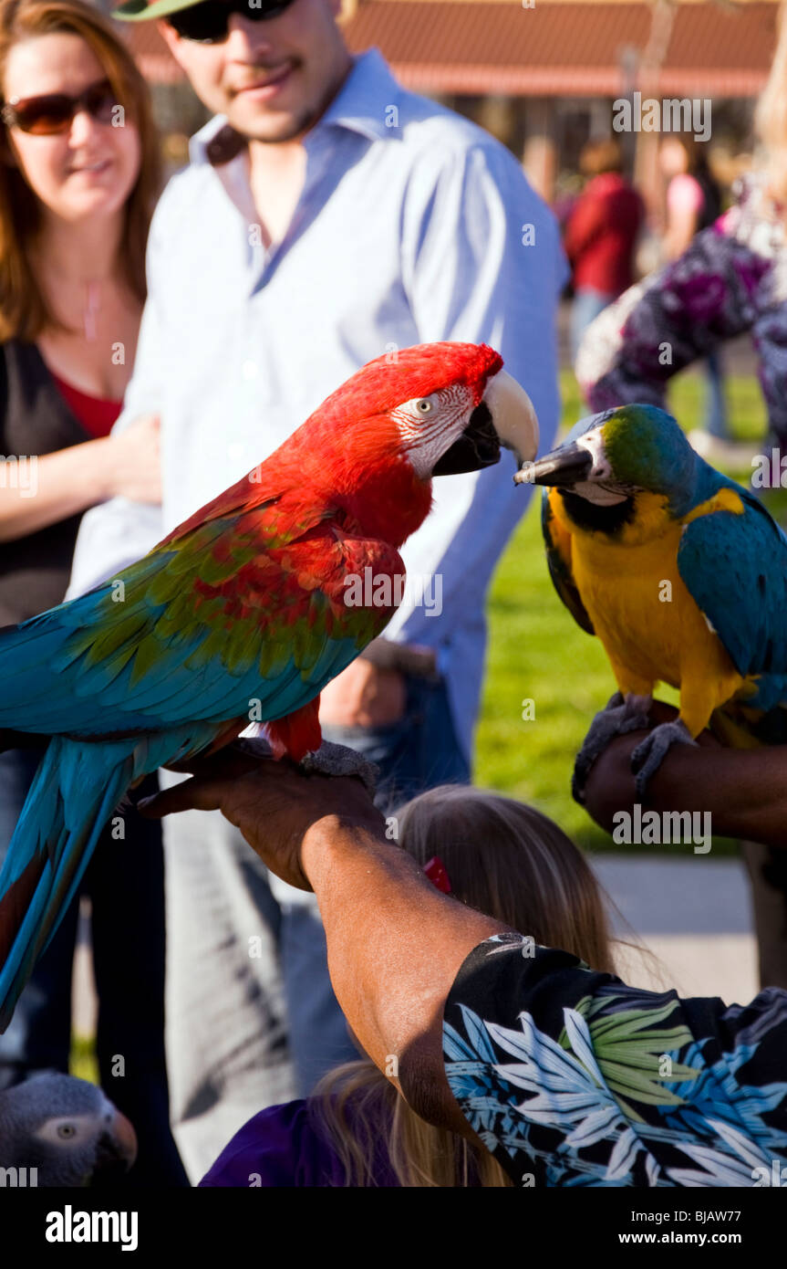 Parrots kissing hi-res stock photography and images - Alamy