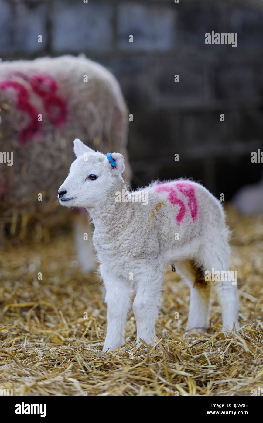 New Born Lamb - Numbered to match mother Stock Photo - Alamy