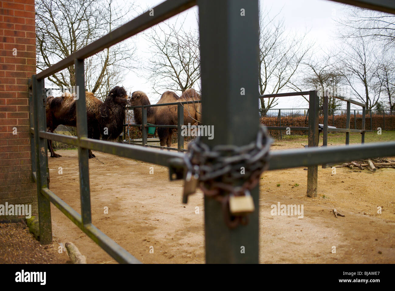 Camels at in their enclosure at Twycross Zoo in Leicestershire UK Stock ...