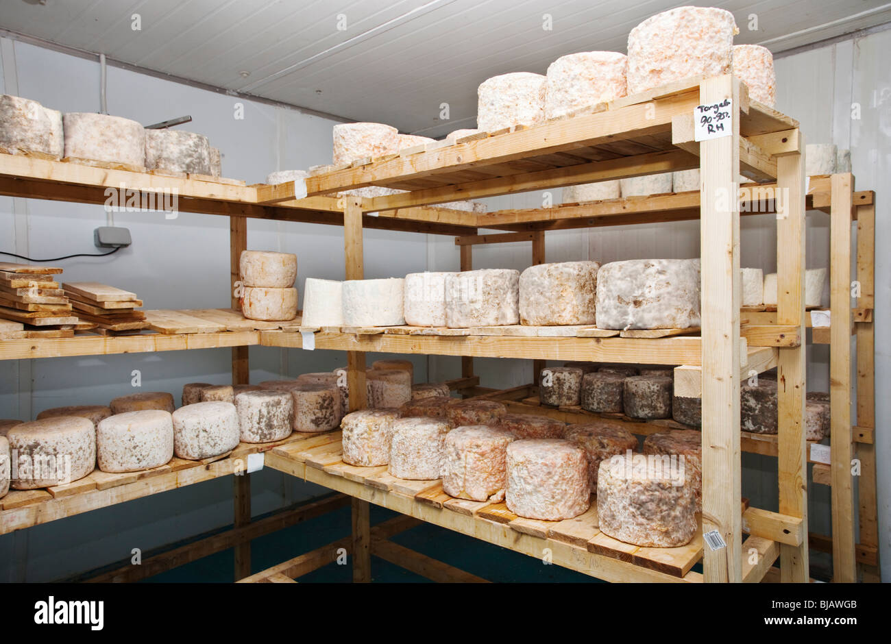 Whole round cheeses maturing in the cheese room of a small local dairy ...