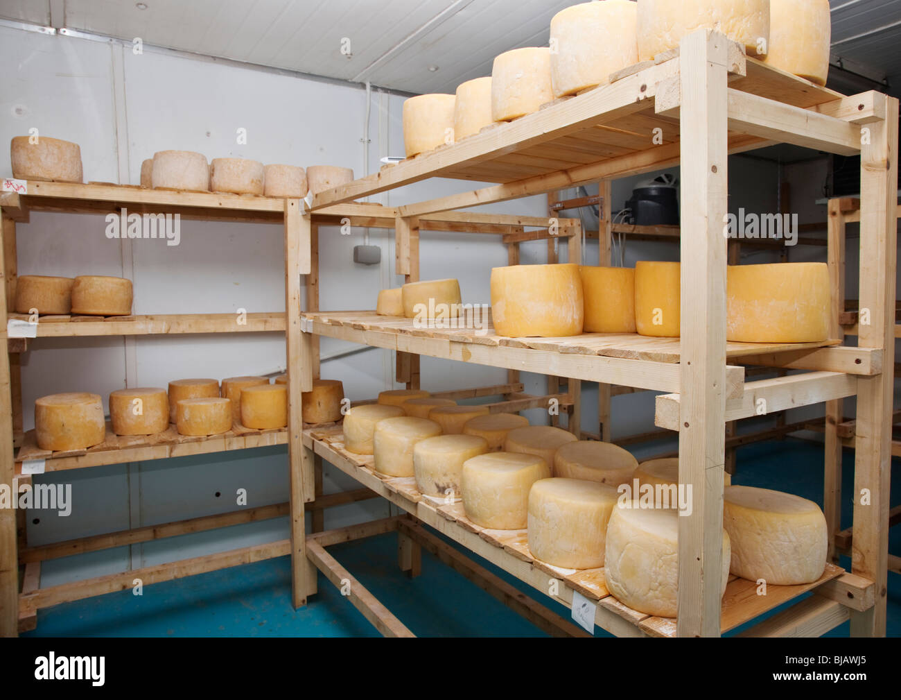 Whole round cheeses maturing in the cheese room of a small local dairy ...