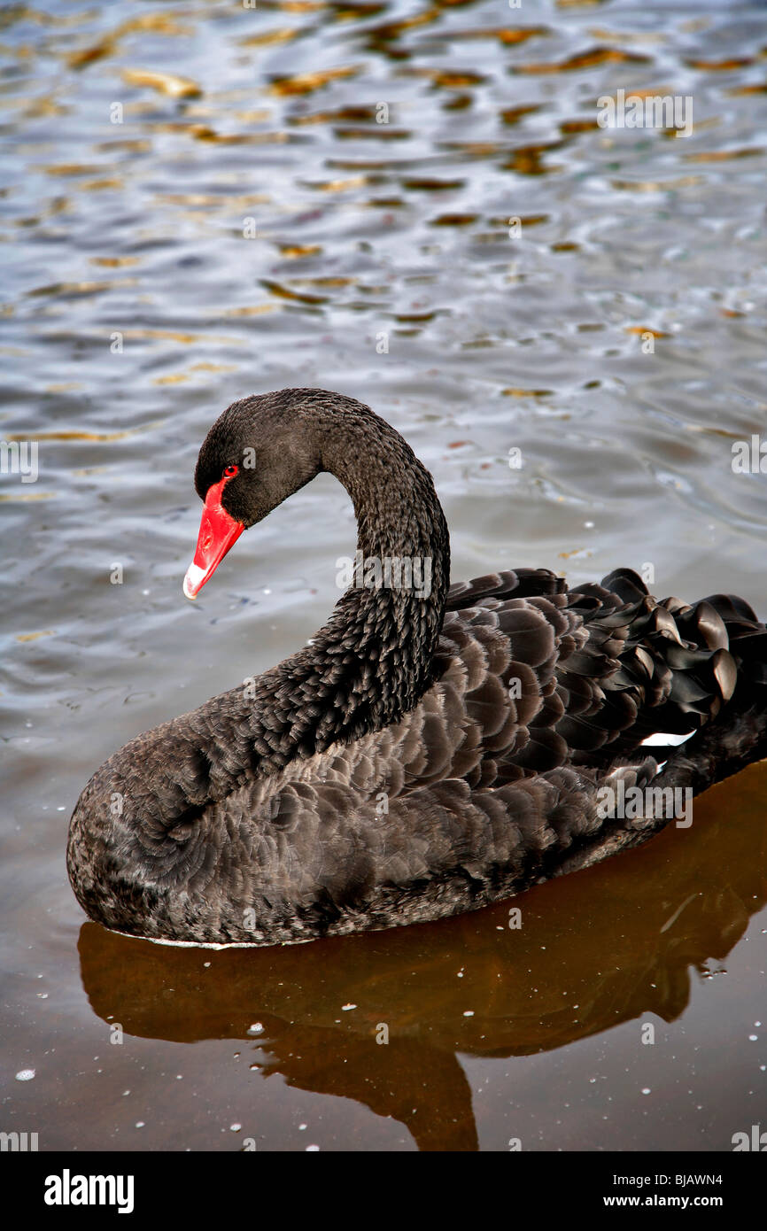 Dawlish black swans hi-res stock photography and images - Alamy