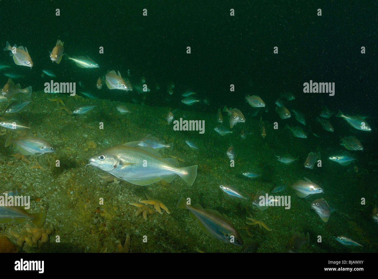 Operation fish gold hi-res stock photography and images - Alamy