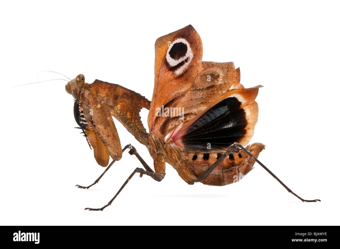 Giant malaysian leaf insect Cut Out Stock Images & Pictures - Alamy