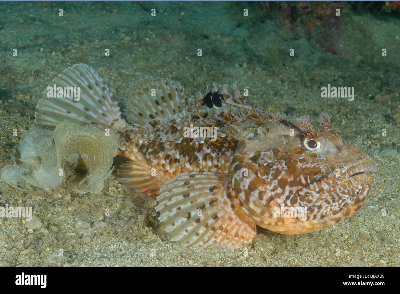 Scorpionfish in the mediterranean sea hi-res stock photography and ...
