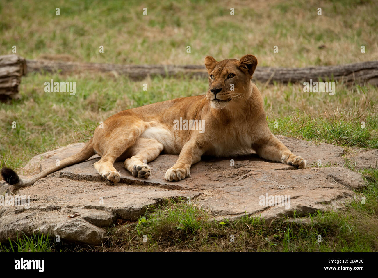North carolina zoo lion hi-res stock photography and images - Alamy