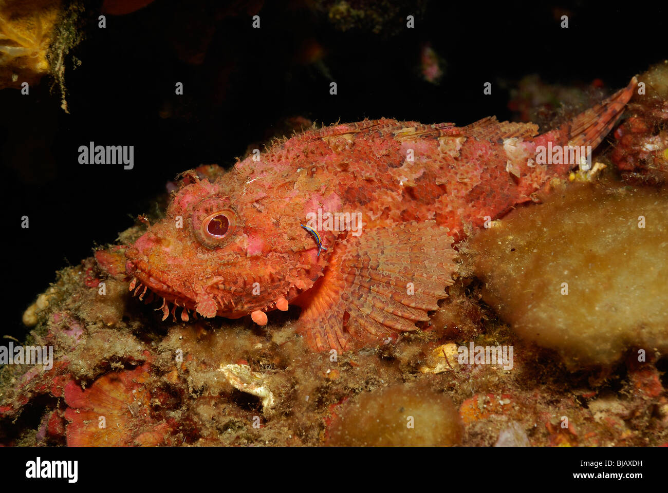 Scorpionfish in the mediterranean sea hi-res stock photography and ...