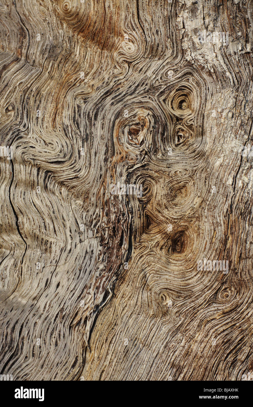 Tree bark shapes, tree grains of dead tree, Bulgaria Stock Photo - Alamy