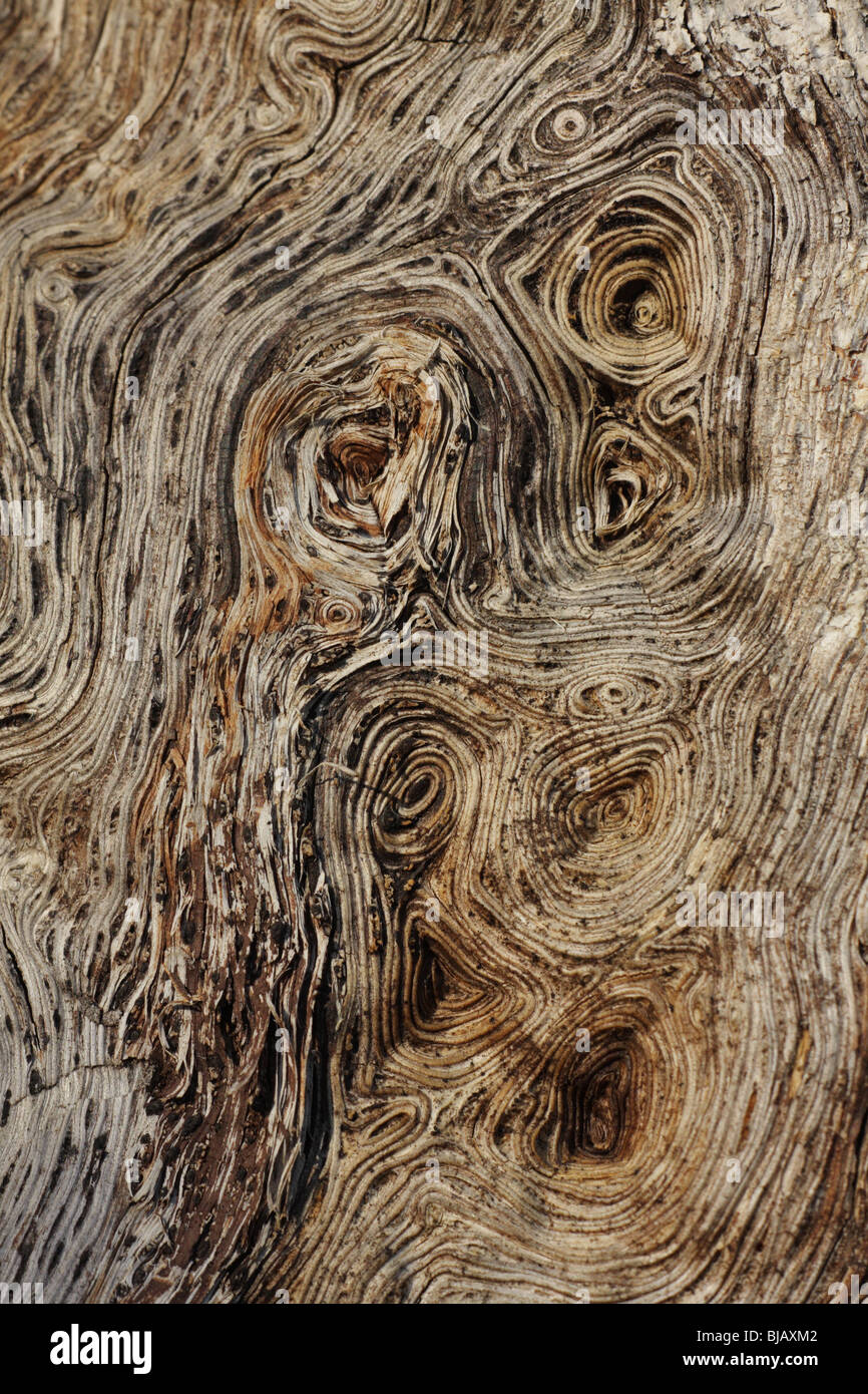 Dead tree bark hi-res stock photography and images - Alamy