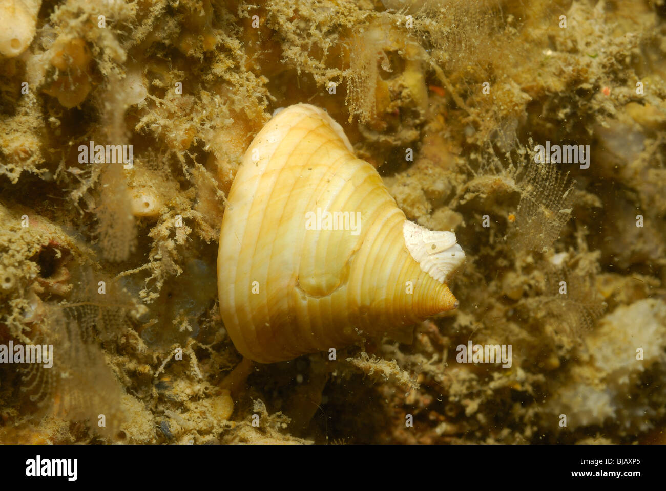 Common topshell hi-res stock photography and images - Alamy