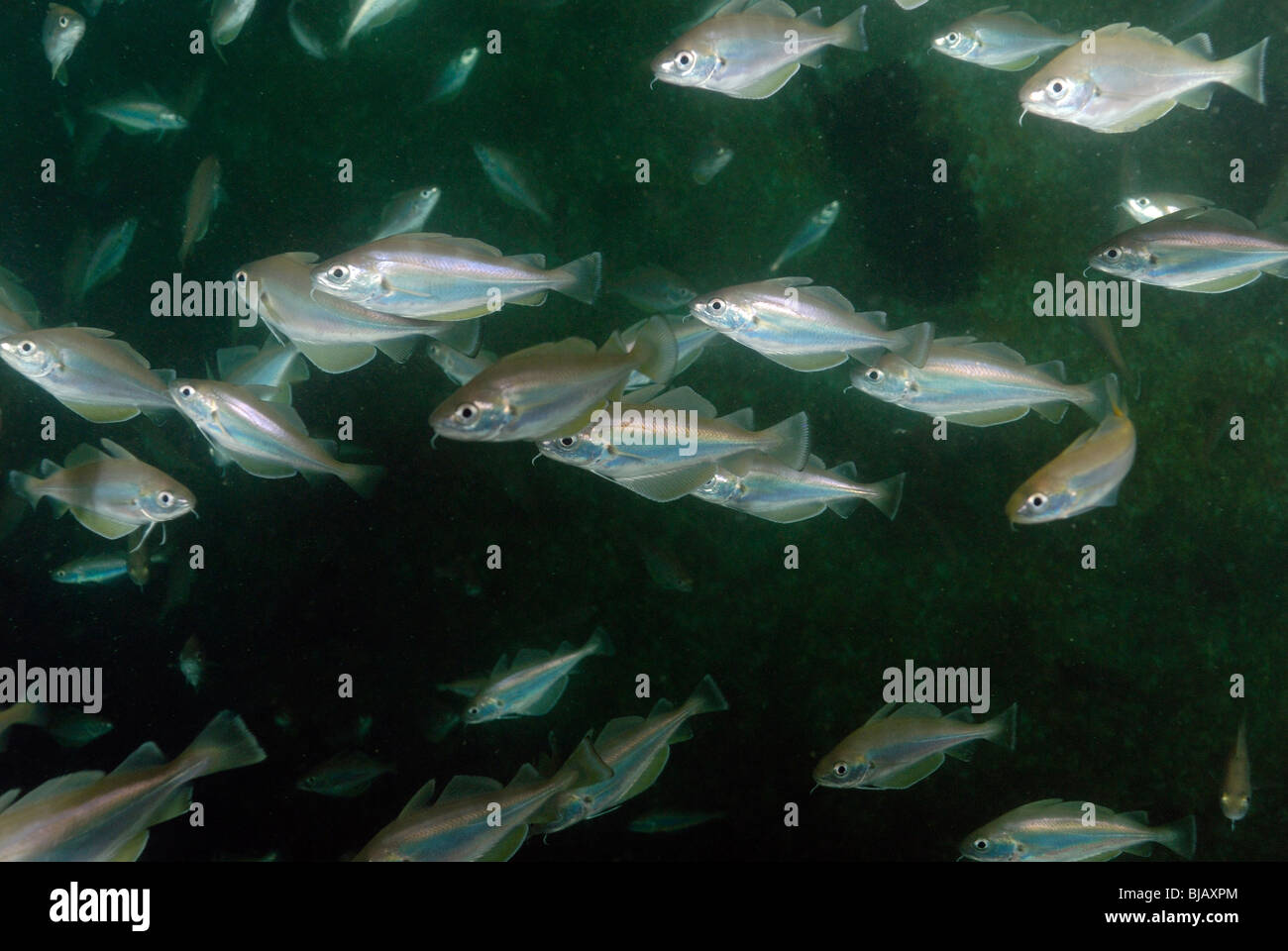 School of poor cod fishes on a wreck in Normandy, France Stock Photo ...