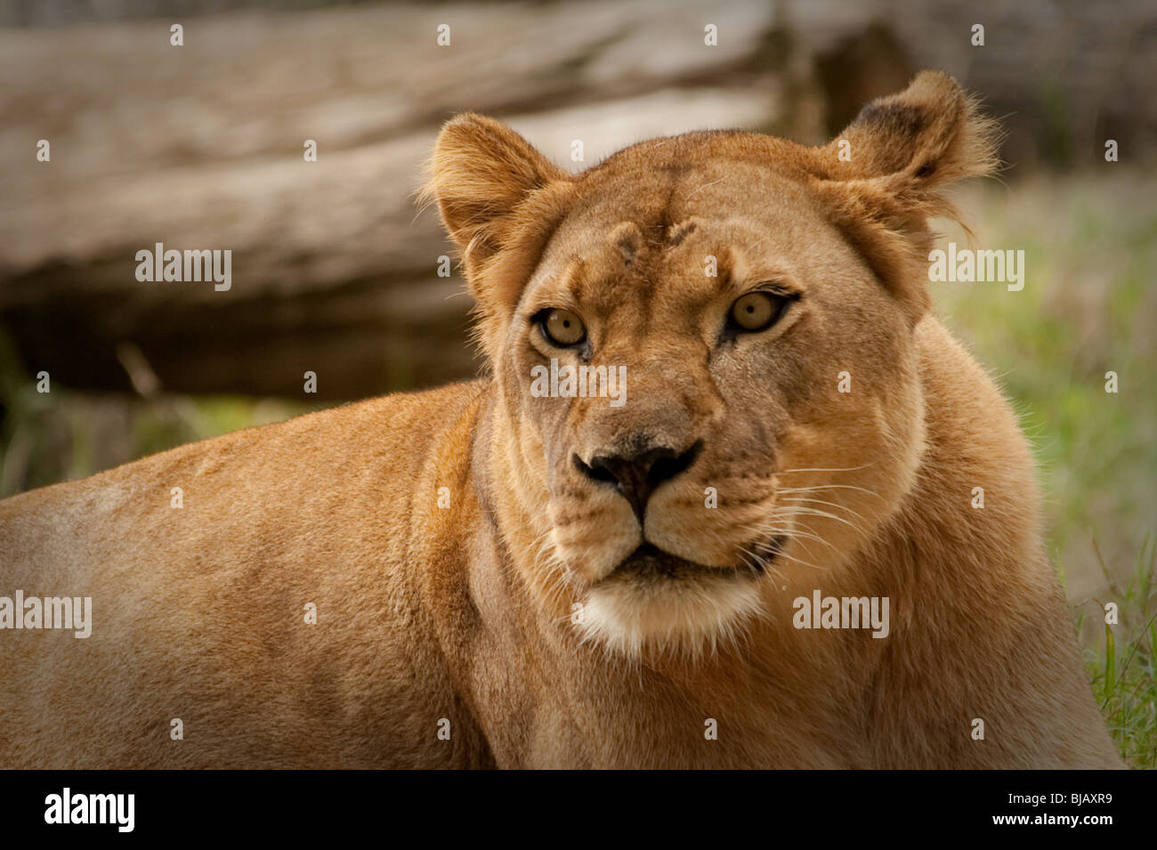 North carolina zoo lion hi-res stock photography and images - Alamy
