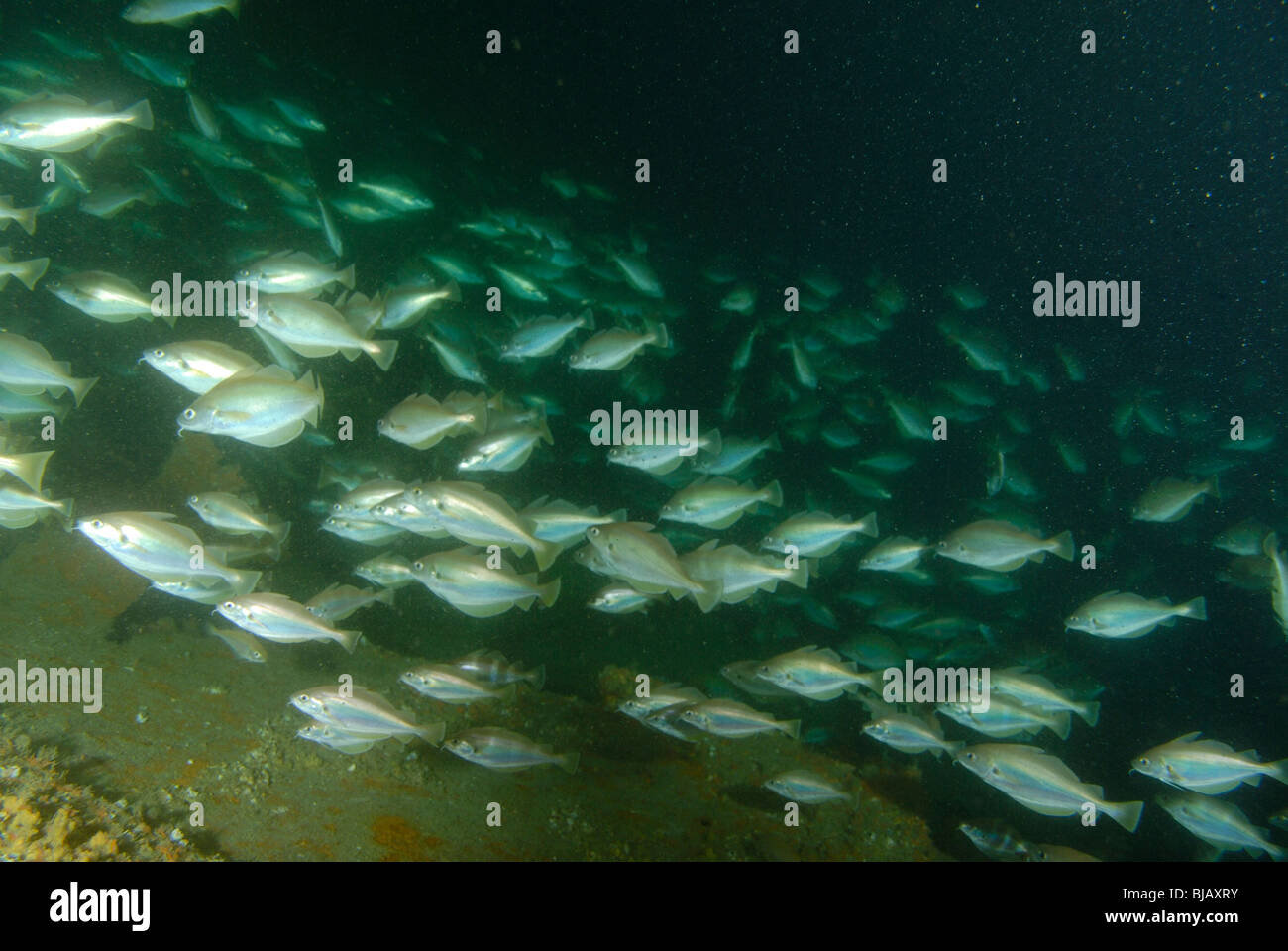 Cod school hi-res stock photography and images - Alamy