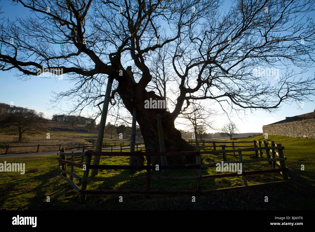 An old oak tree in Bradgate Park near Leicester being propped up and ...