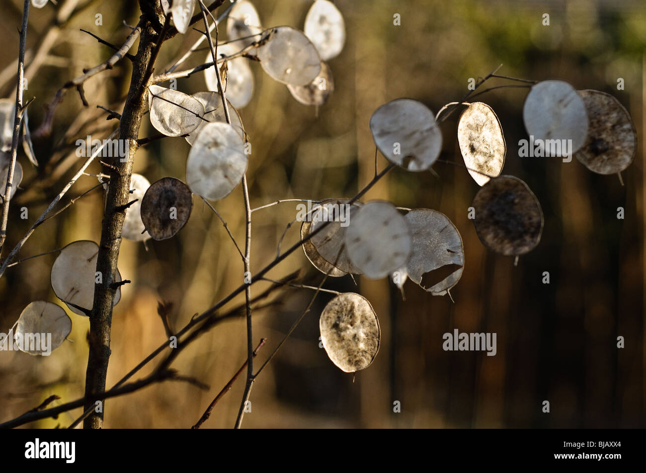 Honesty seed head hi-res stock photography and images - Alamy