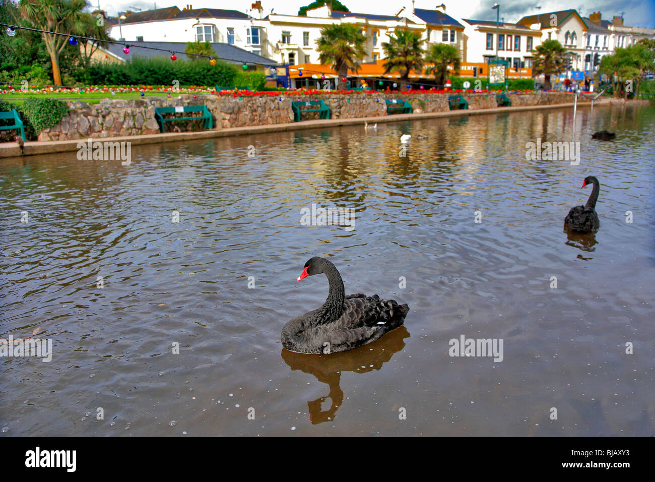 Black swans dawlish hi-res stock photography and images - Alamy