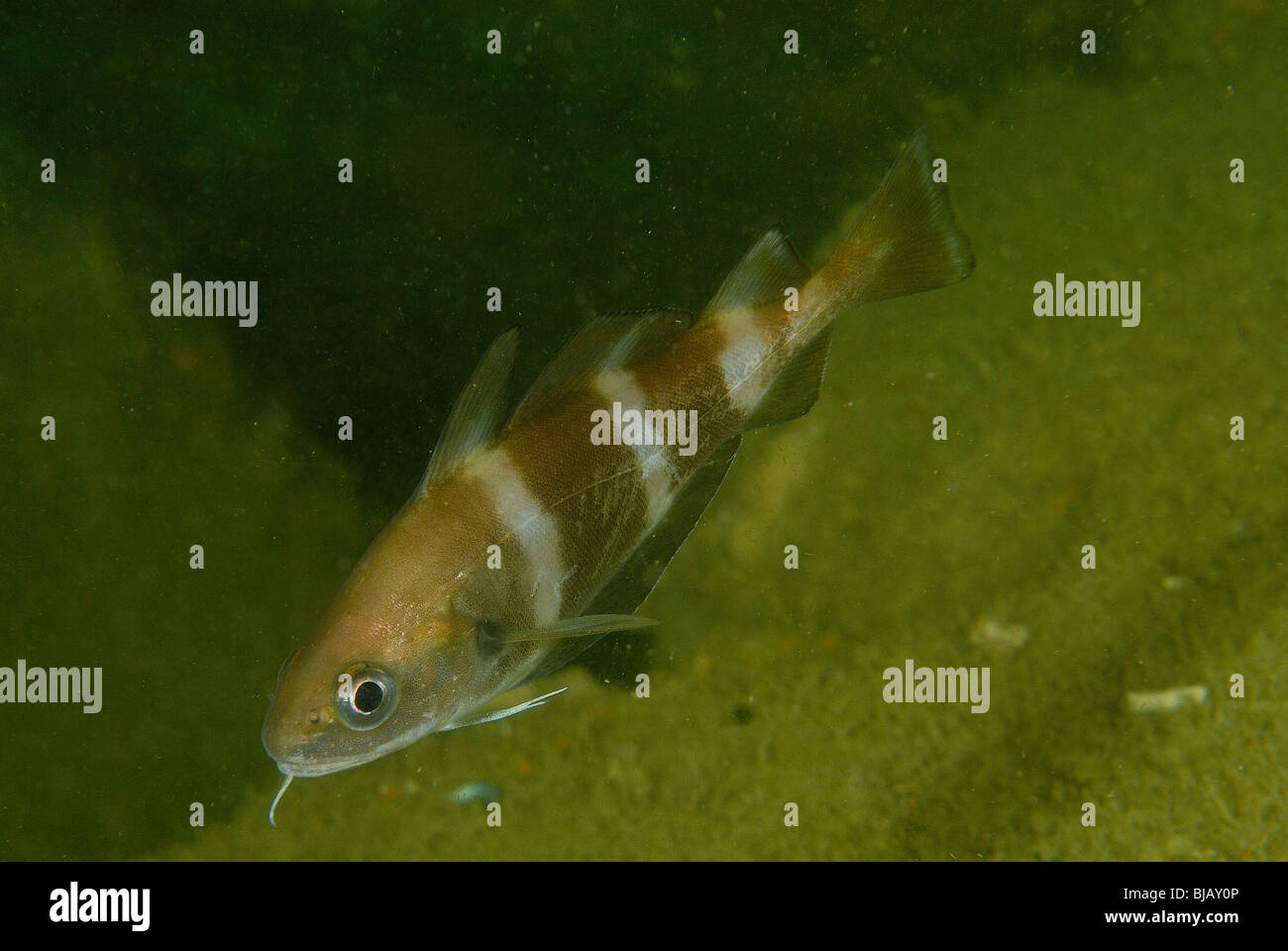 Pouting fish hi-res stock photography and images - Alamy