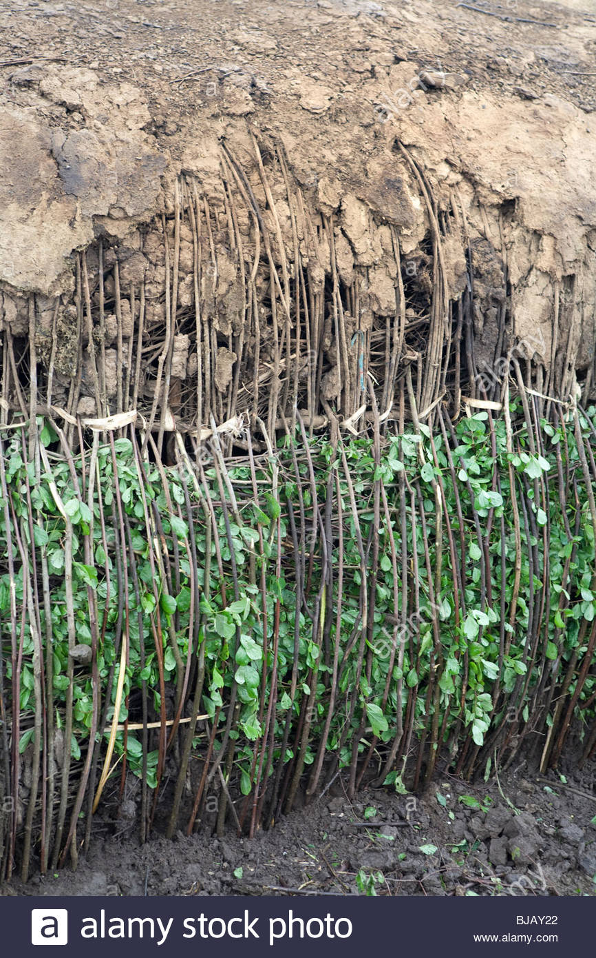 Cow Dung Africa Stock Photos & Cow Dung Africa Stock Images - Alamy