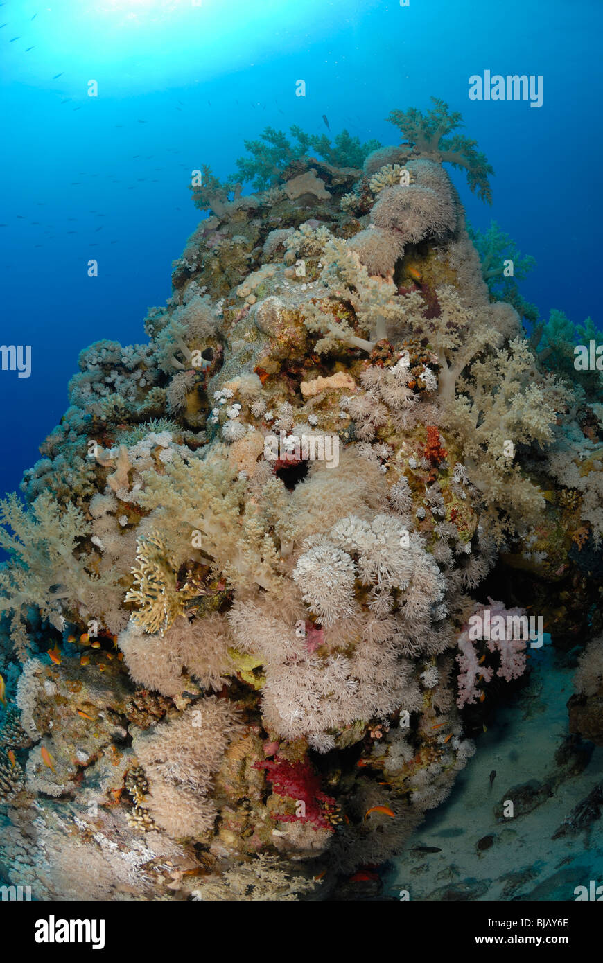 Head of coral reef, off Safaga, Egypt, Red Sea Stock Photo - Alamy