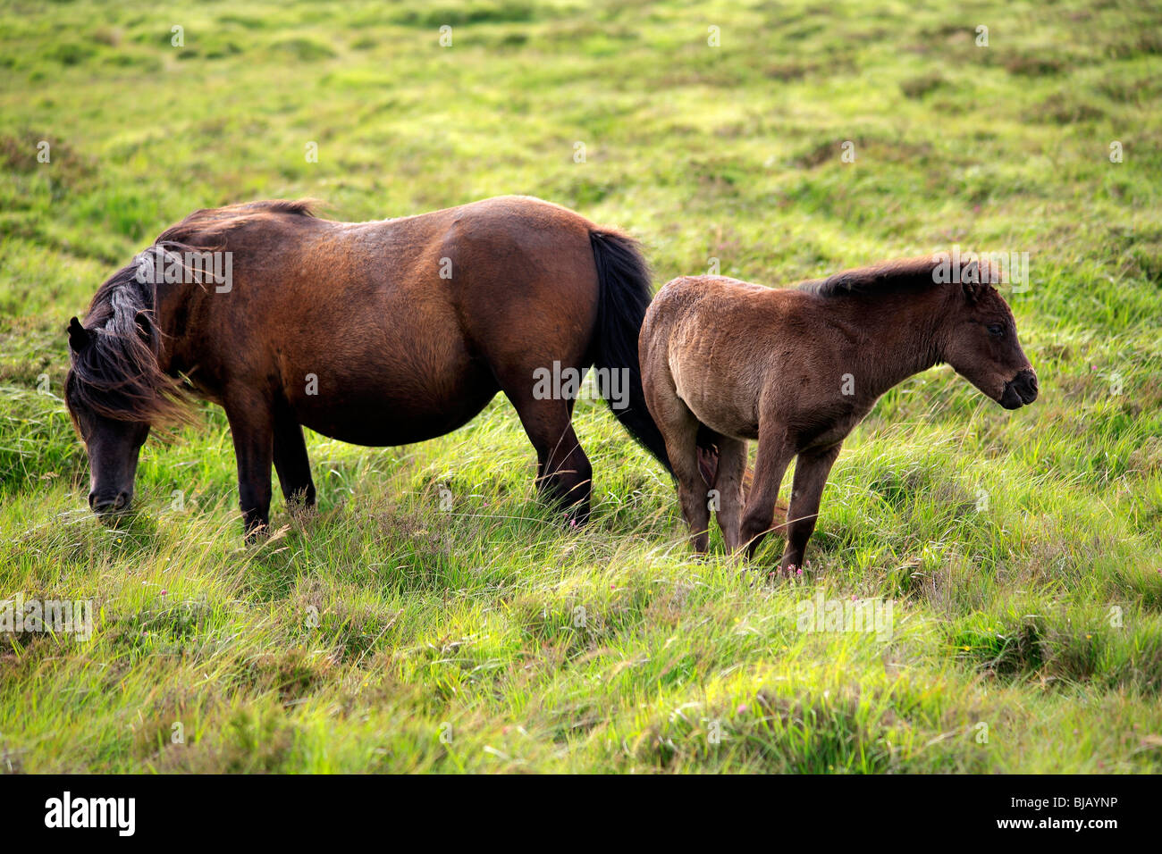 Wild Dartmoor Ponies National Park Devon England Stock Photo - Alamy