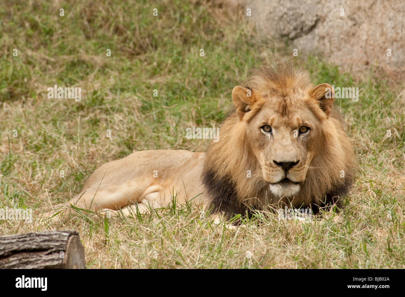 North carolina zoo lion hi-res stock photography and images - Alamy