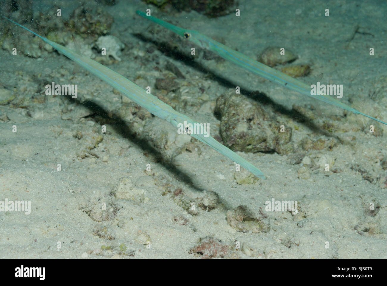 Smooth flutemouth fishes in the Red Sea, off Safaga, Egypt Stock Photo ...