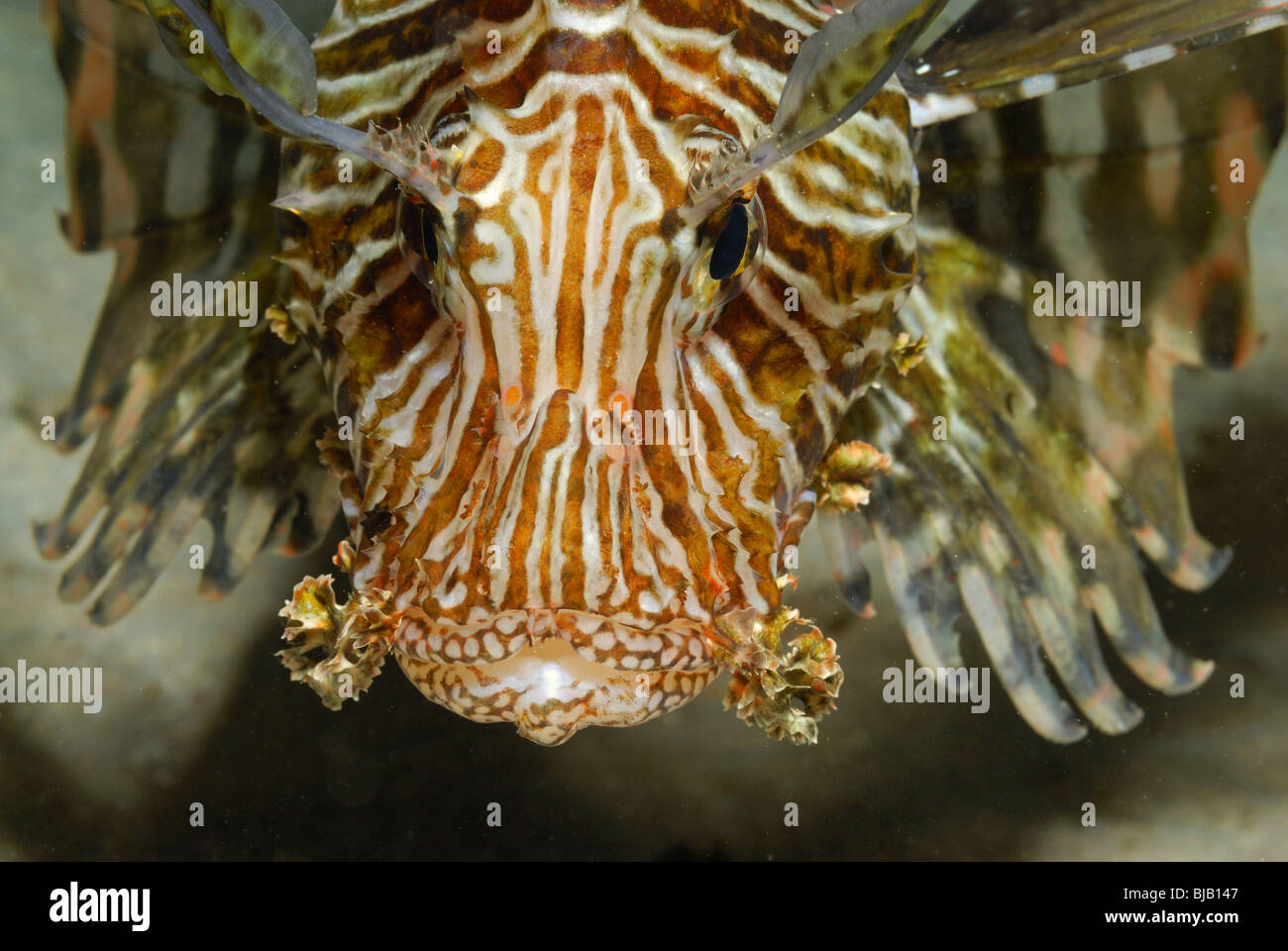 Red Firefish In The Red Sea High Resolution Stock Photography and ...