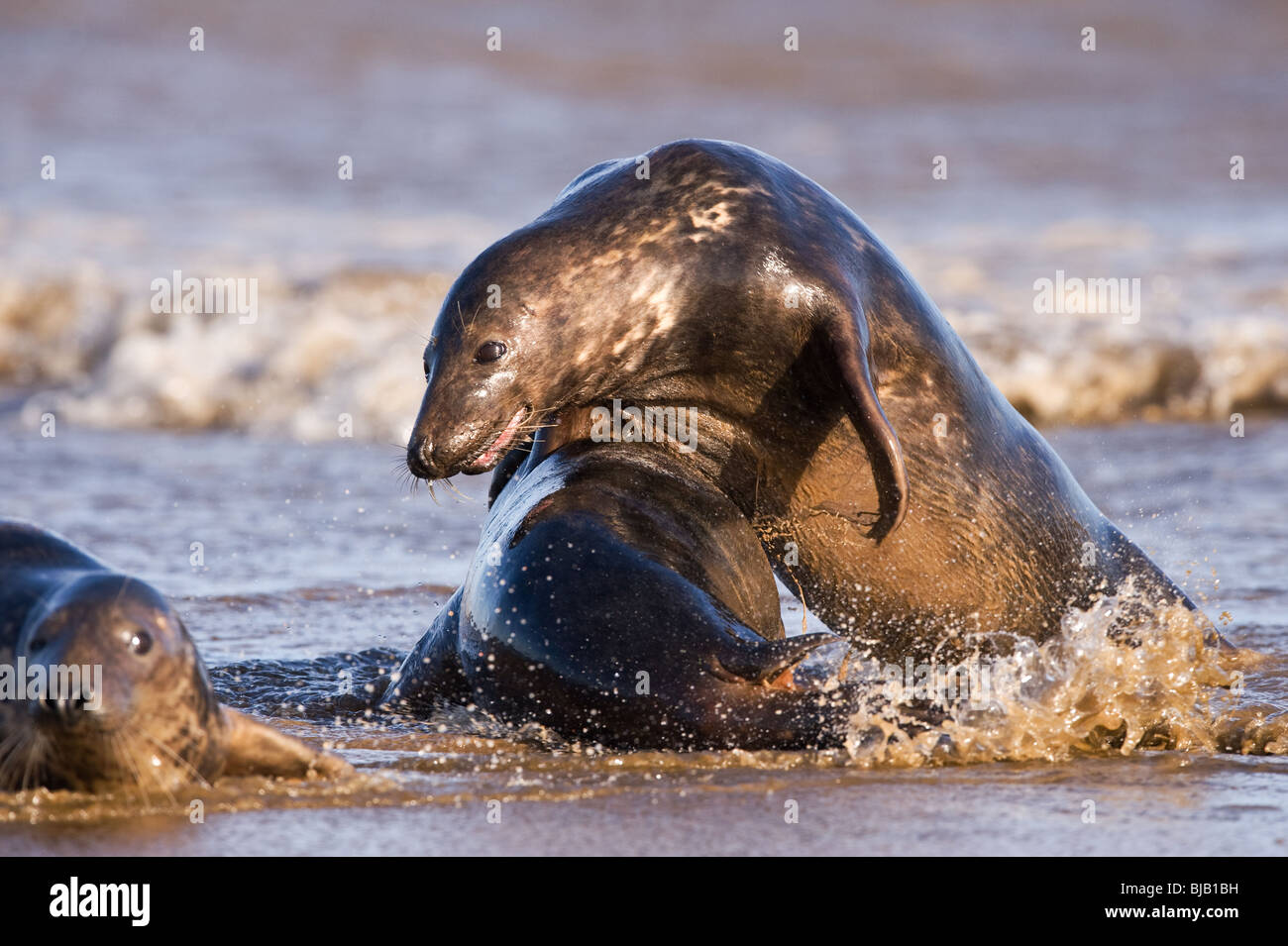 Grey seal taken at Donna Nook, Lincolnshire Stock Photo - Alamy