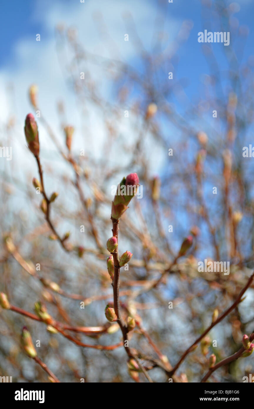 Budding Flowers High Resolution Stock Photography and Images - Alamy