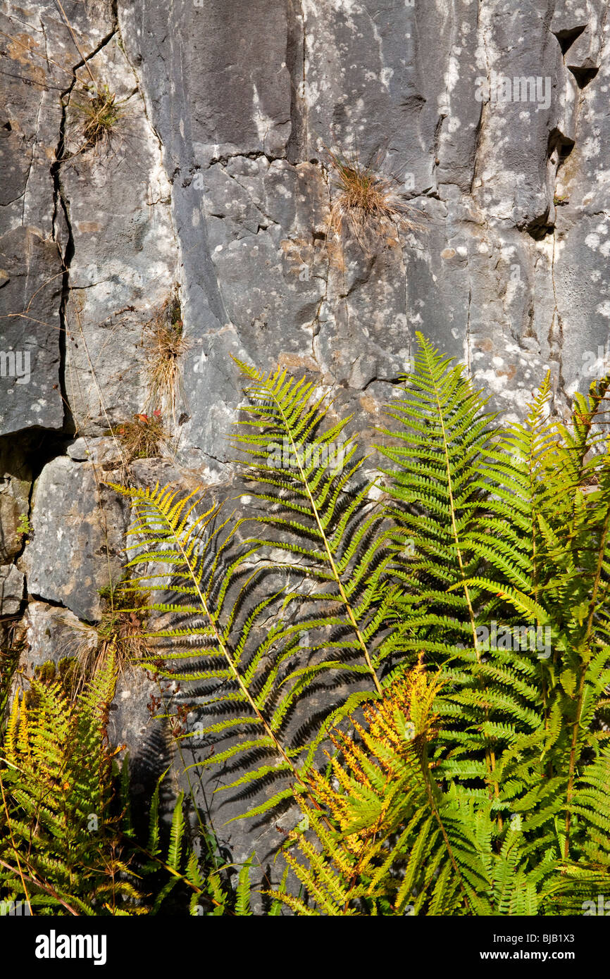 Fens and cliff face at Chee Dale near Bakewell in the Peak District ...
