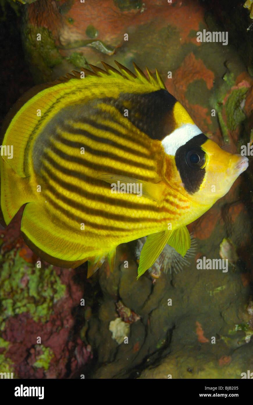 Red Sea raccoon butterflyfish in the Red Sea, off Safaga, Egypt Stock ...