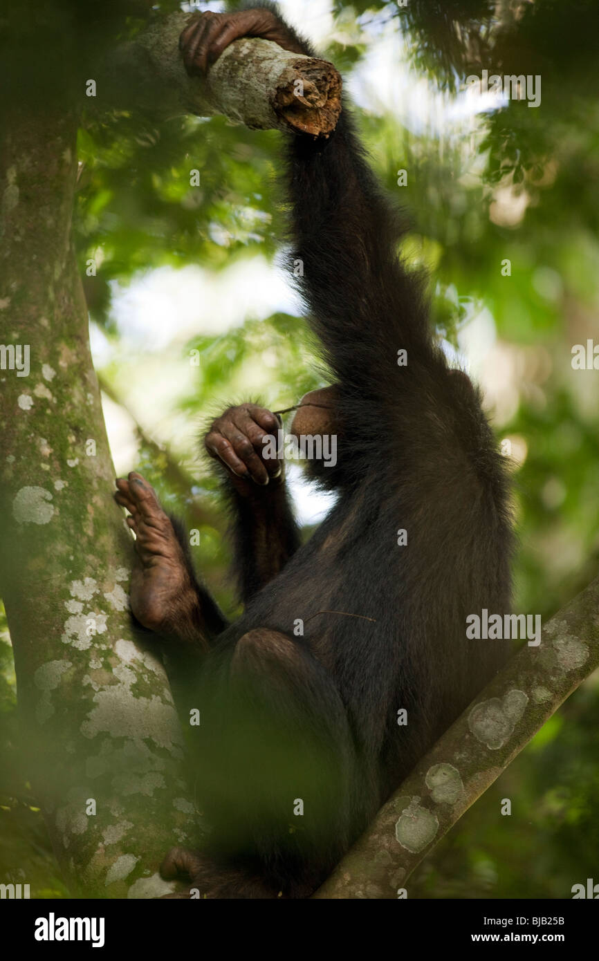 Chimpanzee male fishing for termites hi-res stock photography and ...